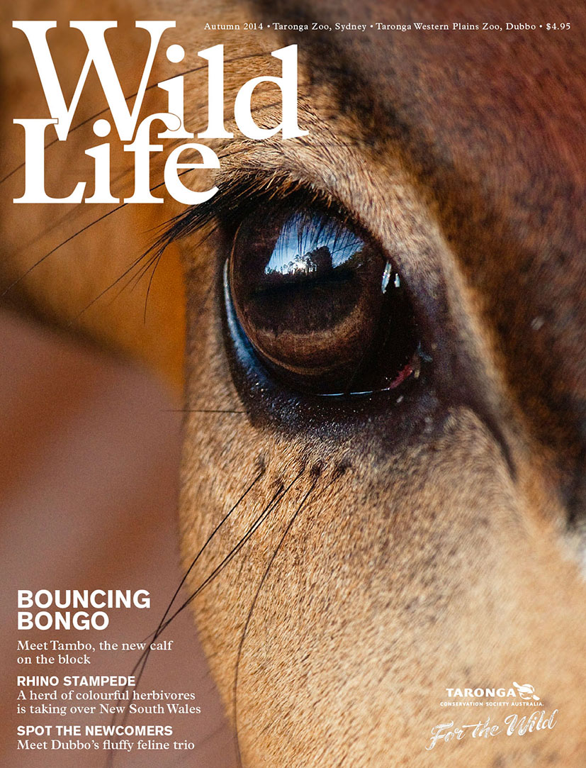 Wild Life Magazine Covers | Katherine Cordwell